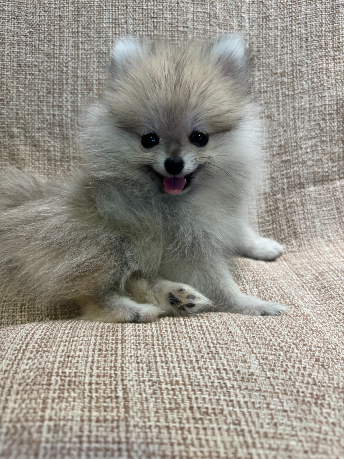 Cantinho do Spitz - Encontre seu filhotinho